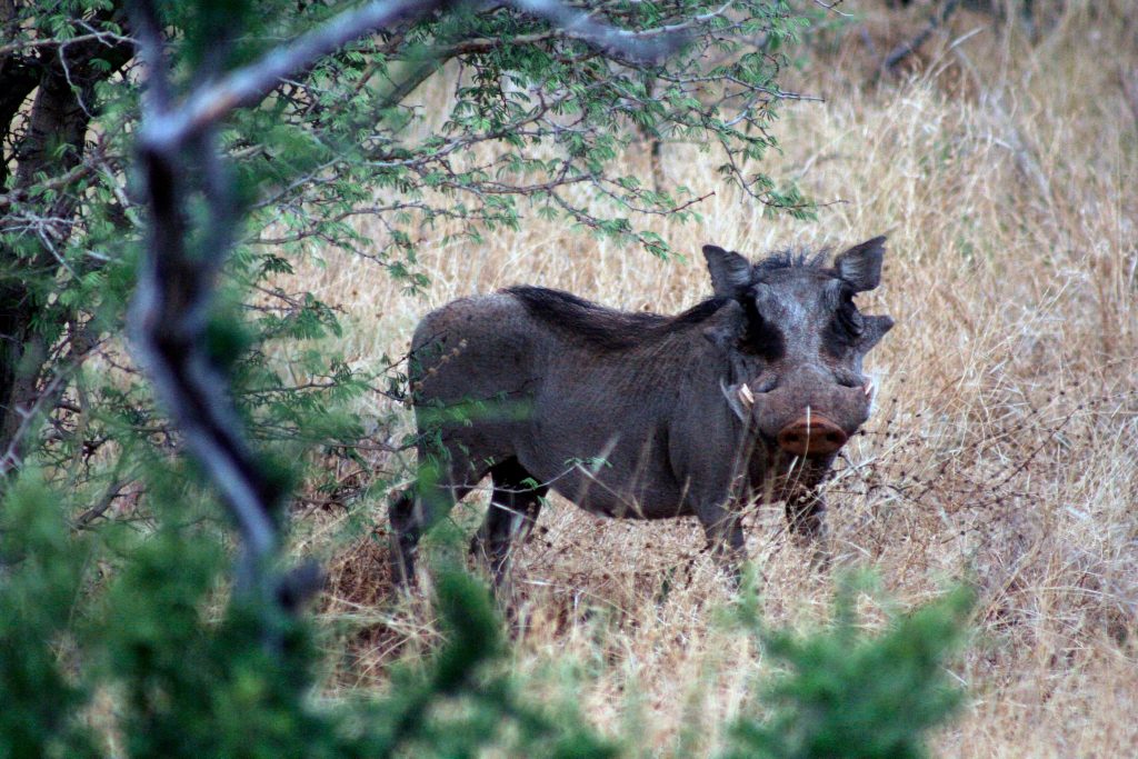 7 Days in Namibia: Animals – Flawless Itinerary