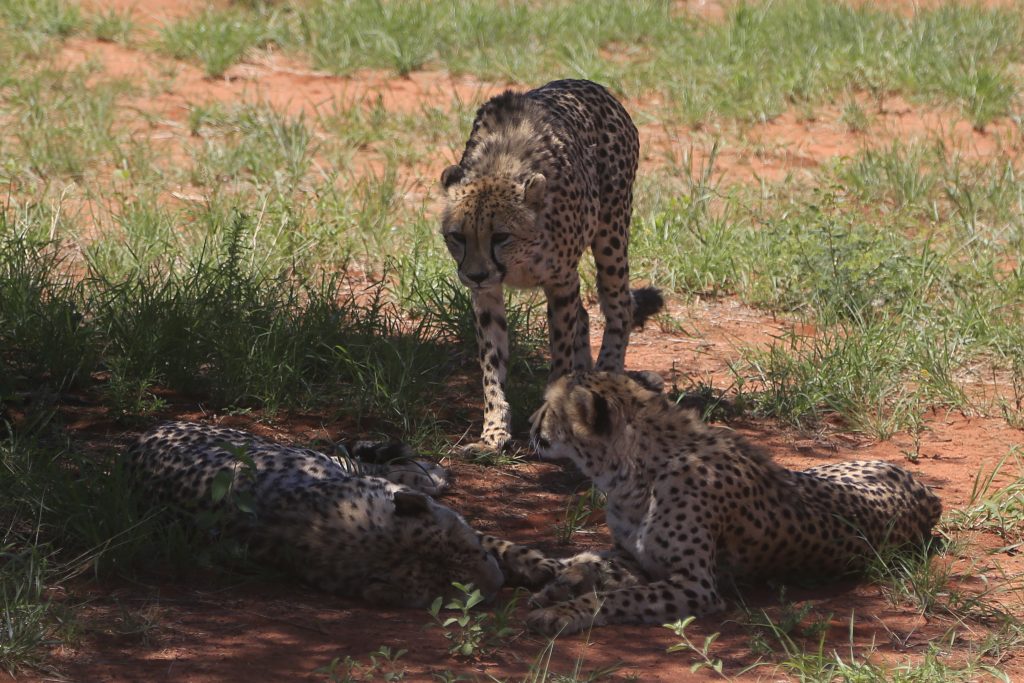 7 Days in Namibia: Animals – Flawless Itinerary